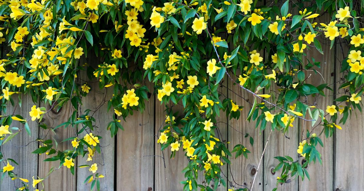 4 Reasons to Include Charlotte, NC Native Plants in Your Landscape | G ...