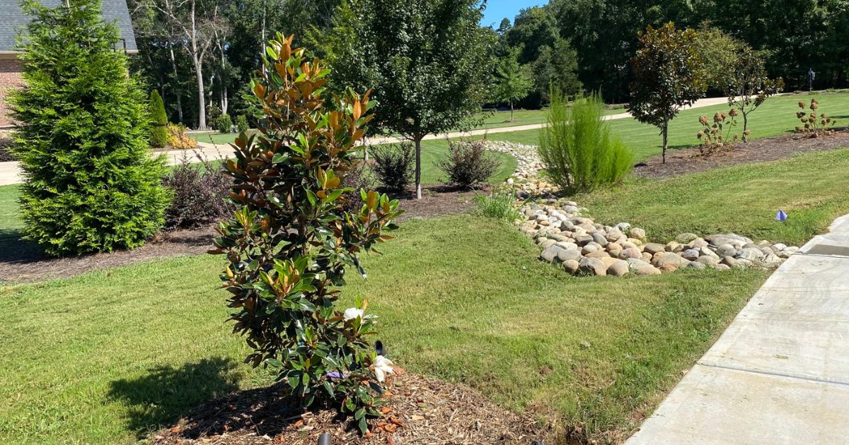 4 Reasons to Include Charlotte, NC Native Plants in Your Landscape | G ...